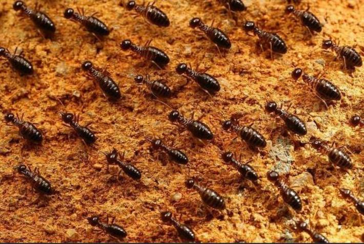 Brasil quiere buscar a 'reina' de megalópolis construida por termitas ...