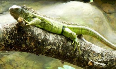 Primera zona protegida del país: bosque El Colmón de Macaracas - Crisol FM