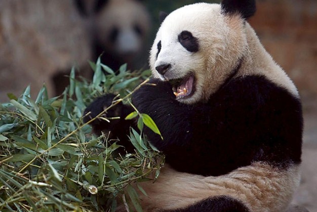 Taiwán coloca un aparato de ortodoncia a un panda por primera vez ...