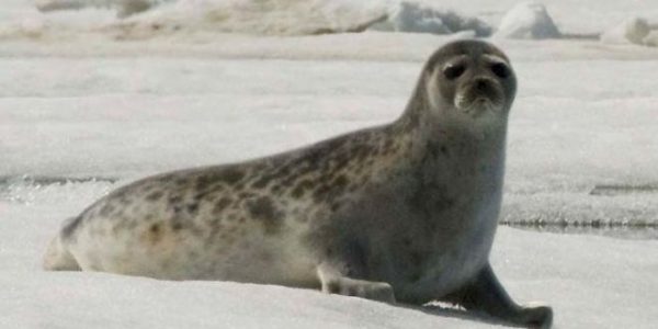 Las focas anilladas del Ártico amenazadas por la falta de nieve - Crisol FM
