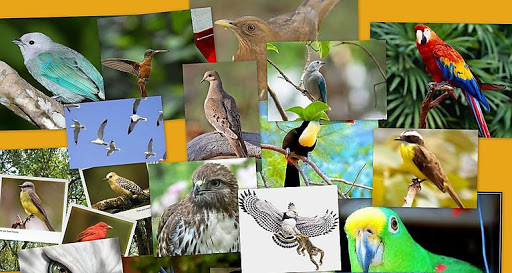 El gran tesoro de Panamá: Biodiversidad - Crisol FM