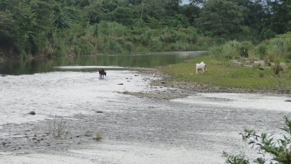 “Río Pacora”, Declarado Área De Reserva Minera | Nacional FM Panamá ...